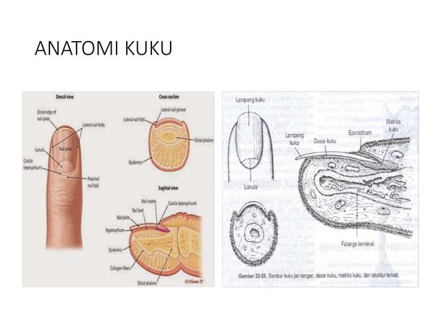 Sistem Integumen | PPT