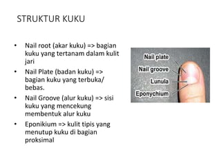 Sistem Integumen | PPTX