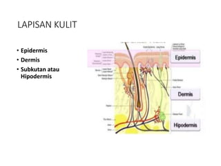 Sistem Integumen | PPTX