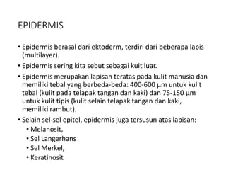 Sistem Integumen | PPTX