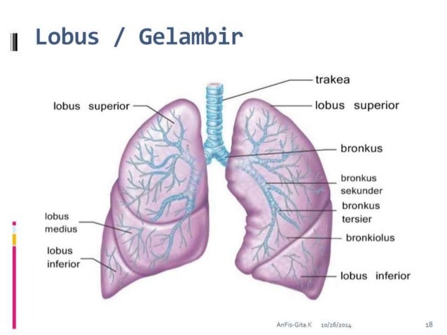 Sistem Respirasi (Sistem Pernafasan Manusia)