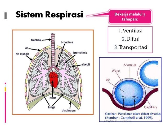 Sistem Respirasi (Sistem Pernafasan Manusia)