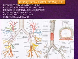 Bronquiolos Terminales