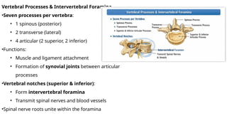 3- Spinal Cord (Ascending and Descending Tracts).pptx