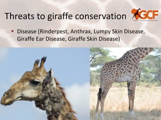 Saving the last west African giraffe | PPT