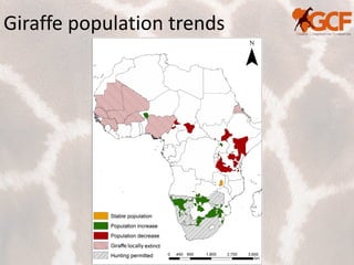 Saving the last west African giraffe | PPT