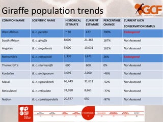 Saving the last west African giraffe | PPT