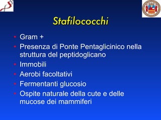 3.staphy | PPT