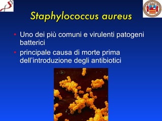 3.staphy | PPT