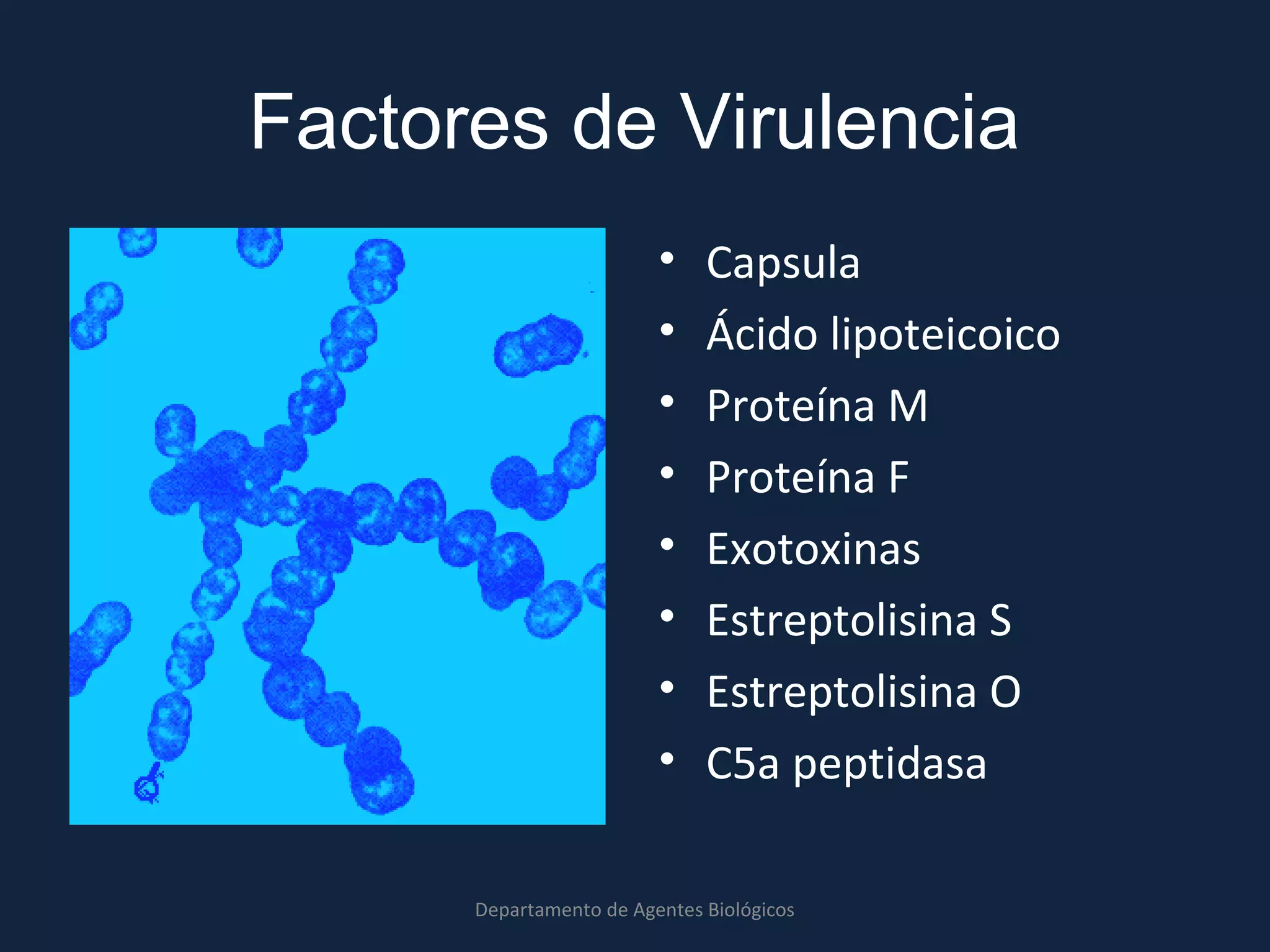 3. Streptococcus pyogenes | PPT