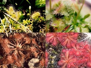 3.sundew | PPT