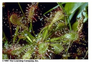 3.sundew | PPT