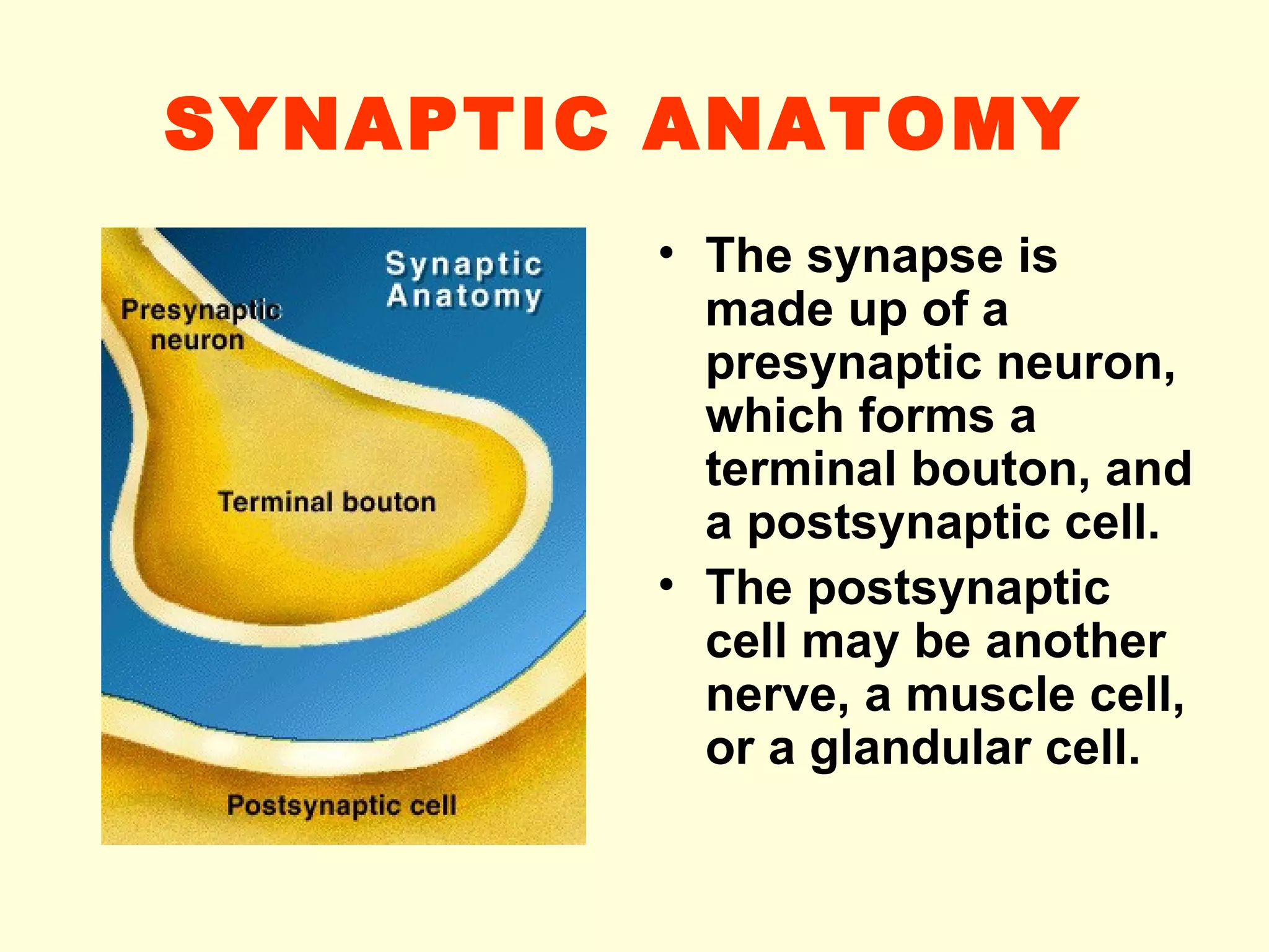 3. synapse 08-09 | PPT