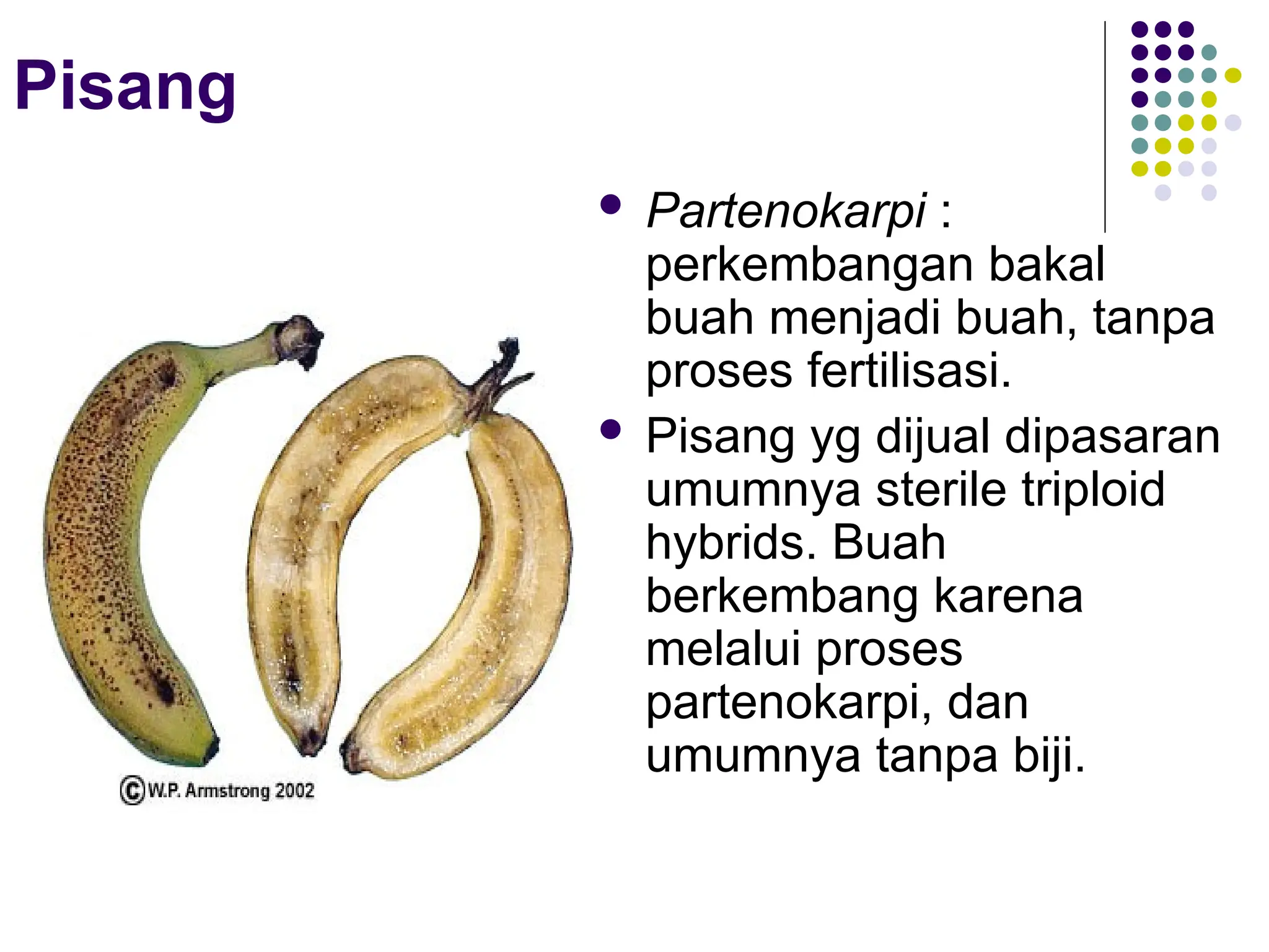 onomiTuhhfjremuliaan Tumbuhan-Tanaman).ppt