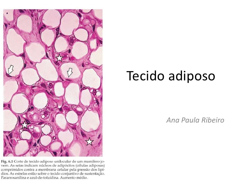 3.tecido adiposo