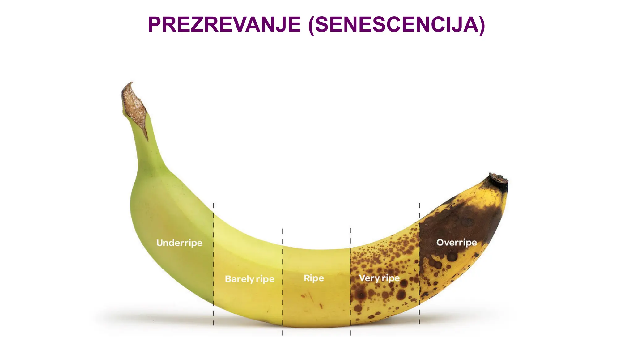 3 - Tehnološka svojstva voca i povrca.pdf