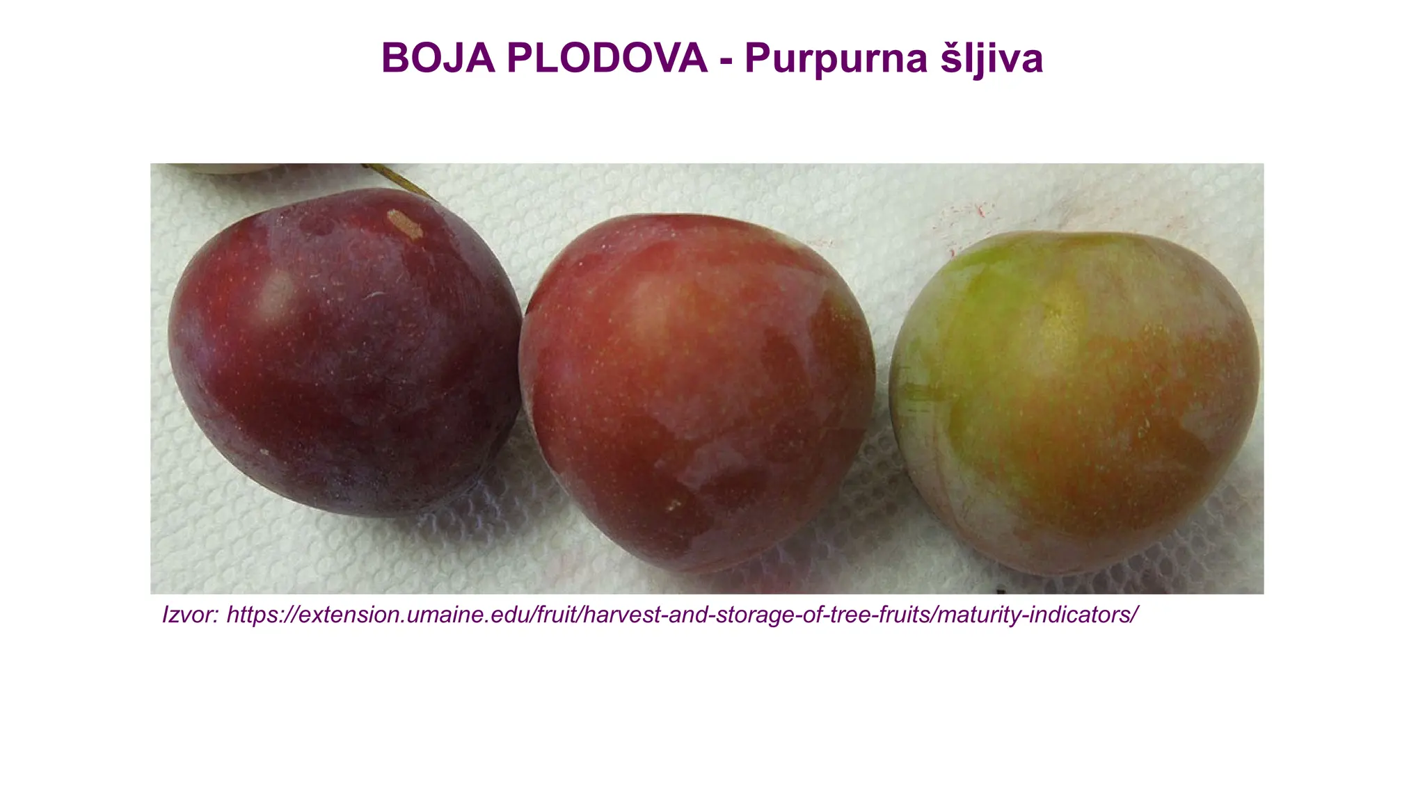 3 - Tehnološka svojstva voca i povrca.pdf