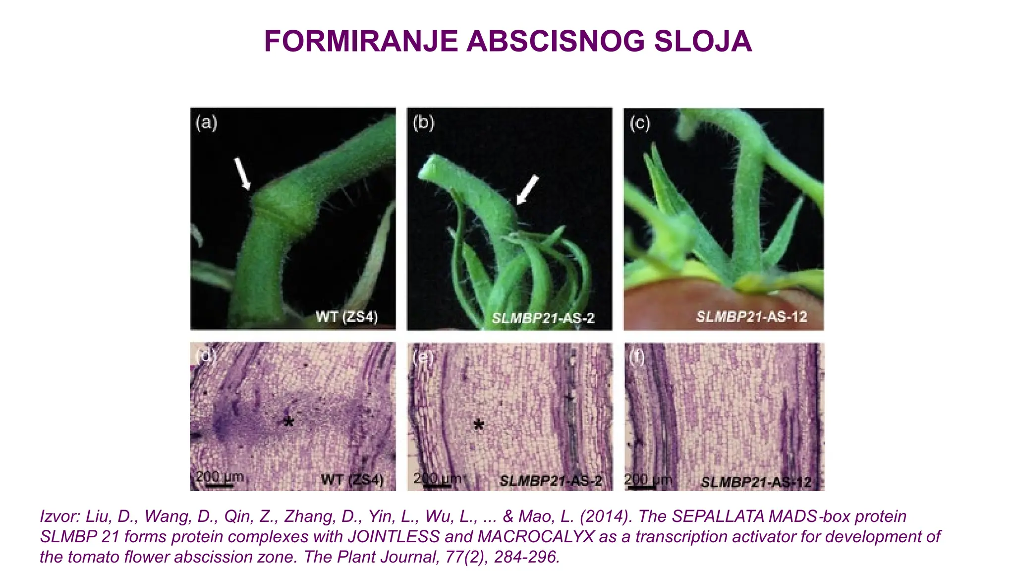 3 - Tehnološka svojstva voca i povrca.pdf