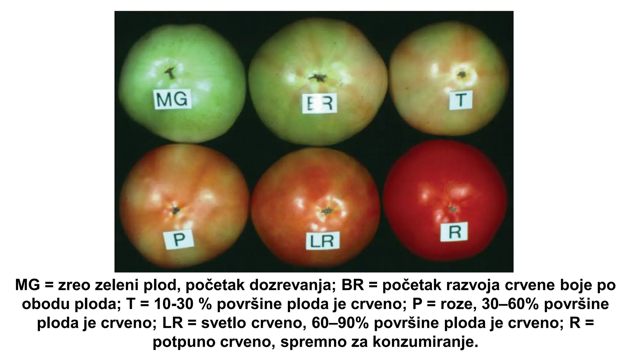 3 - Tehnološka svojstva voca i povrca.pdf