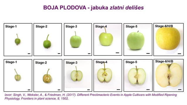 3 - Tehnološka svojstva voca i povrca.pdf
