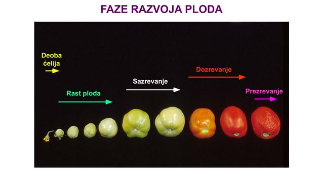 3 - Tehnološka svojstva voca i povrca.pdf
