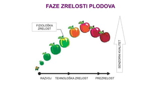 3 - Tehnološka svojstva voca i povrca.pdf