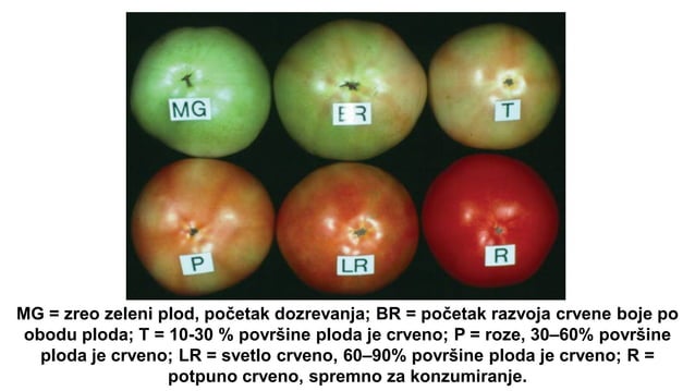 3 - Tehnološka svojstva voca i povrca.pdf