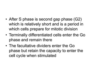 focused notes of the cell cycle, mitosis and meiosis | PPT