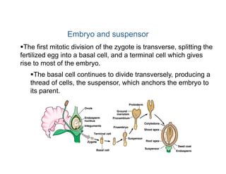 Lesson 2 bio101 (c)Dr. Evangelista | PDF | Gardening | Home & Garden
