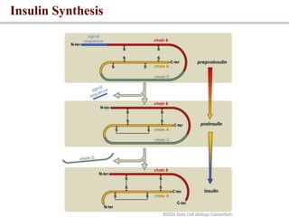 3-The Endocrine Pancreas.ppt