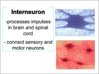 physiology : the nervous system | PPT