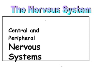physiology : the nervous system | PPT