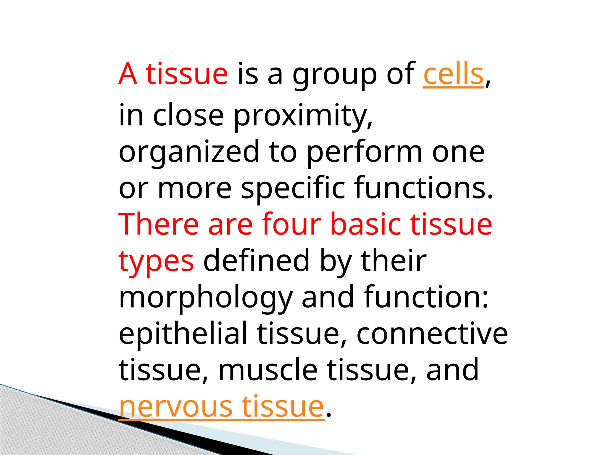 3-The primary Tissue; Nerve tissue, epithelial tissue, Connective ...