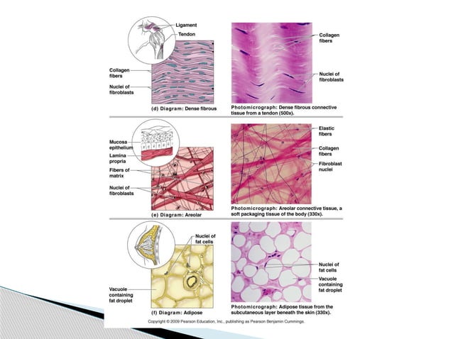 3-The primary Tissue; Nerve tissue, epithelial tissue, Connective ...