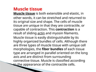 3-The primary Tissue; Nerve tissue, epithelial tissue, Connective ...
