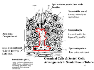 3 ther 608 # 2-male anatomy | PPTX