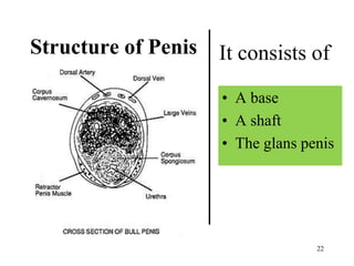 3 ther 608 # 2-male anatomy | PPTX