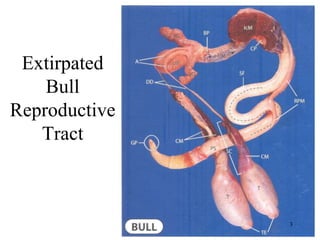 3 ther 608 # 2-male anatomy | PPTX