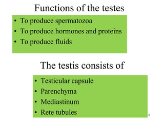 3 ther 608 # 2-male anatomy | PPTX