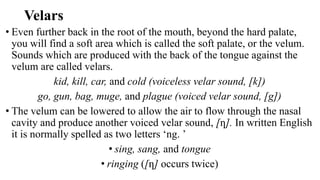 3- The sounds of language Chapter 3.pptx
