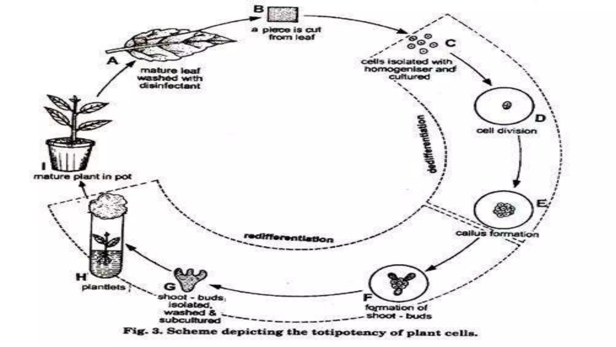3-Totipotency.pptx