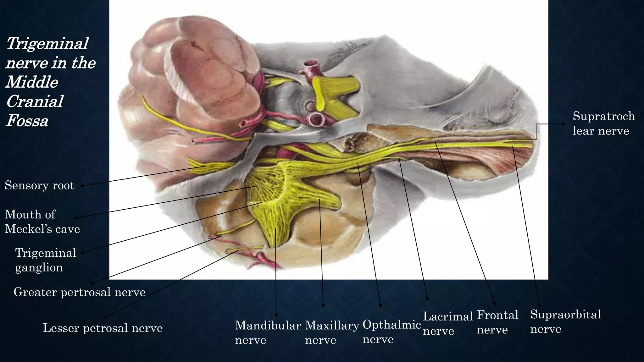 Trigeminal nerve and its course | PPTX