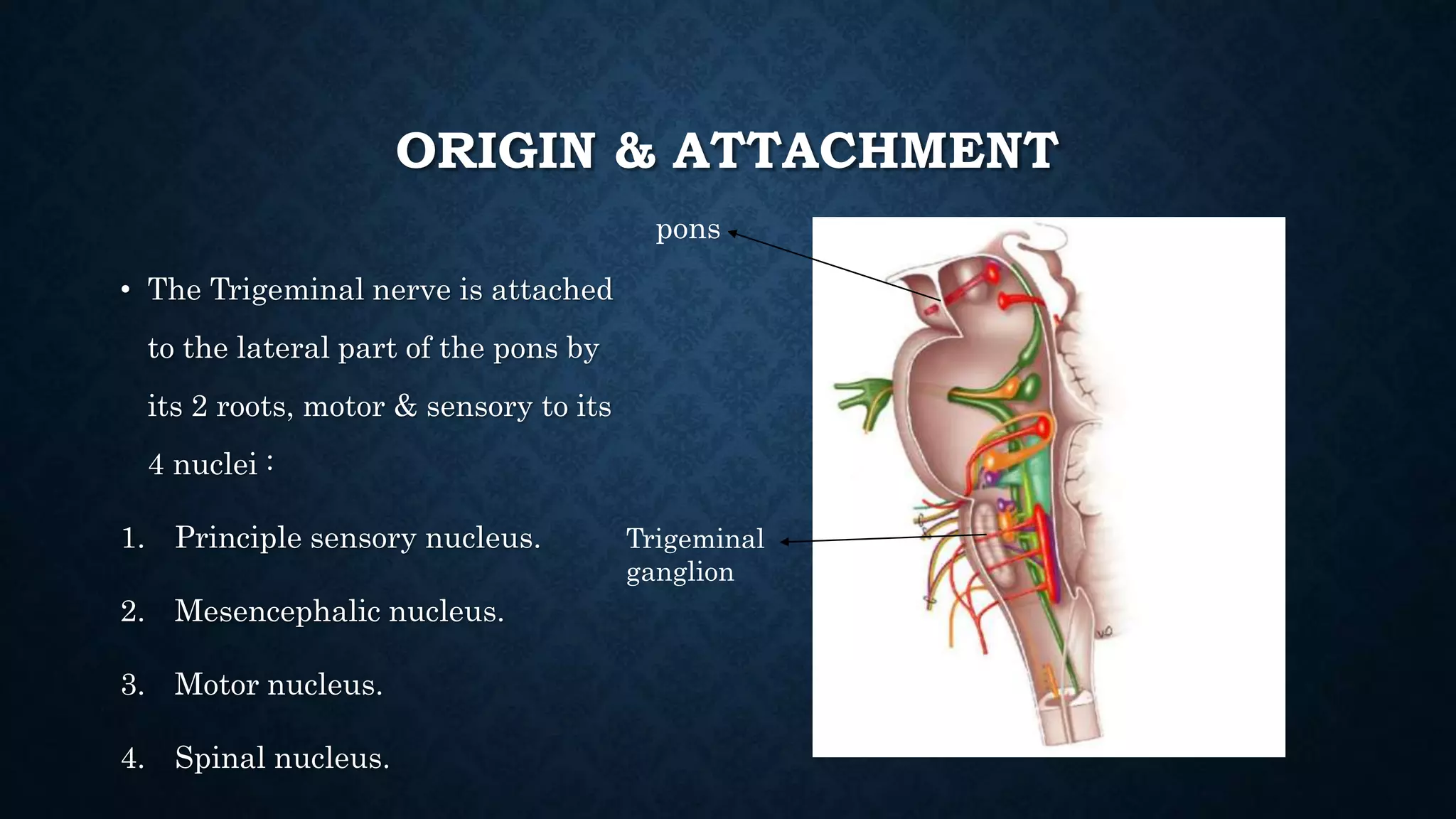 Trigeminal nerve and its course | PPTX
