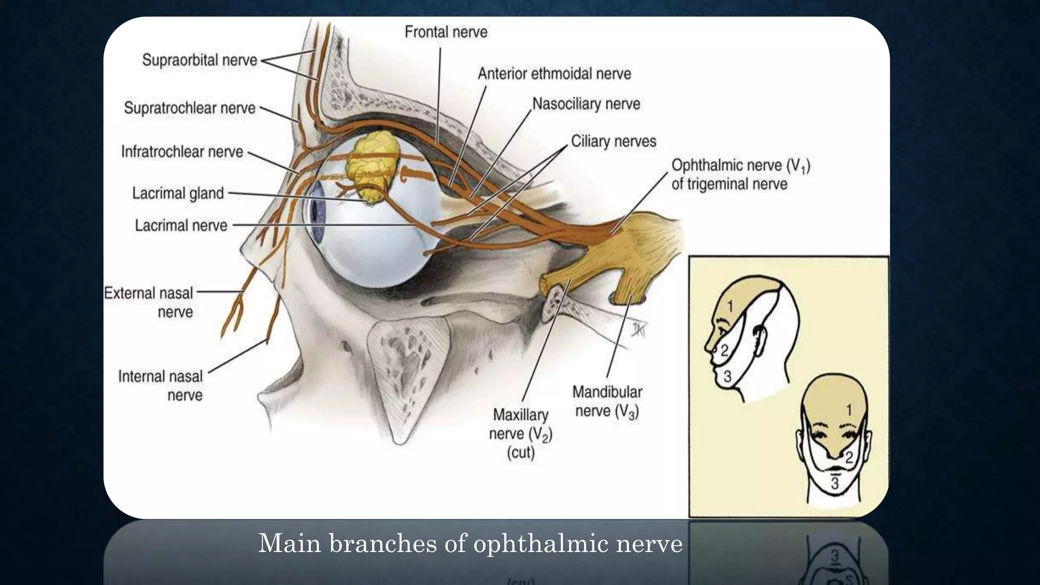 Trigeminal nerve and its course | PPTX