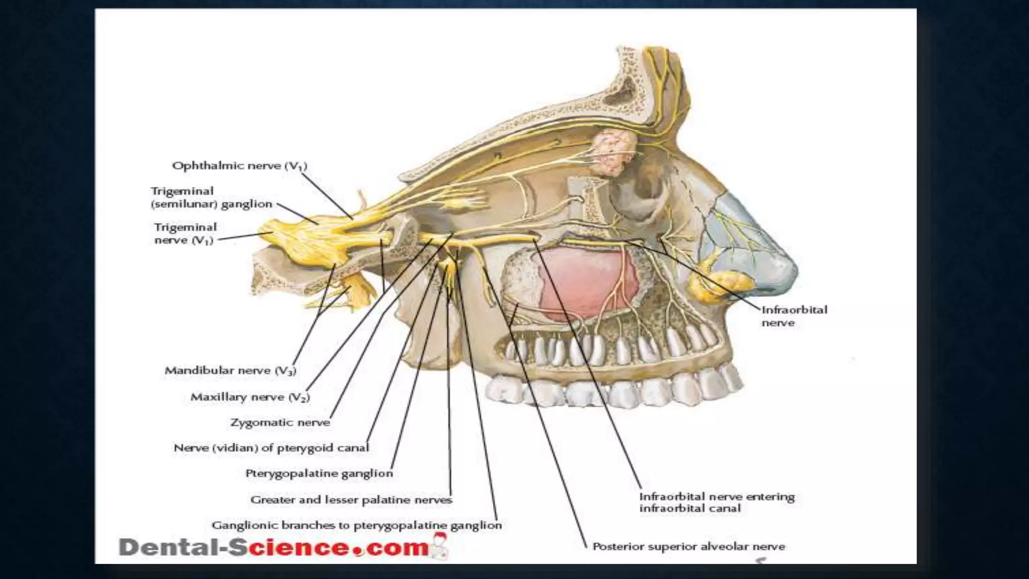 Trigeminal nerve and its course | PPTX