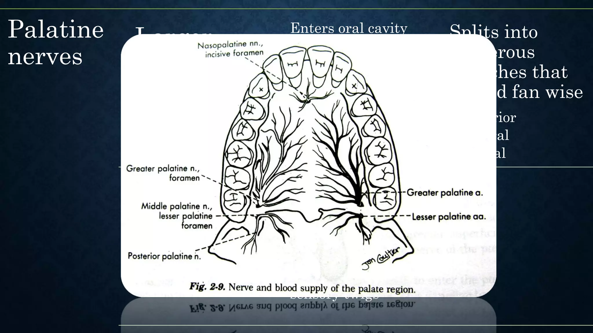 Trigeminal nerve and its course | PPTX