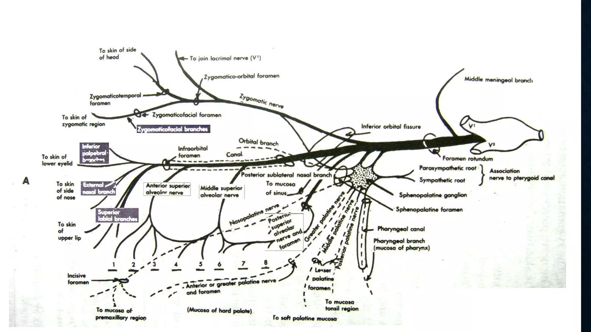 Trigeminal nerve and its course | PPTX