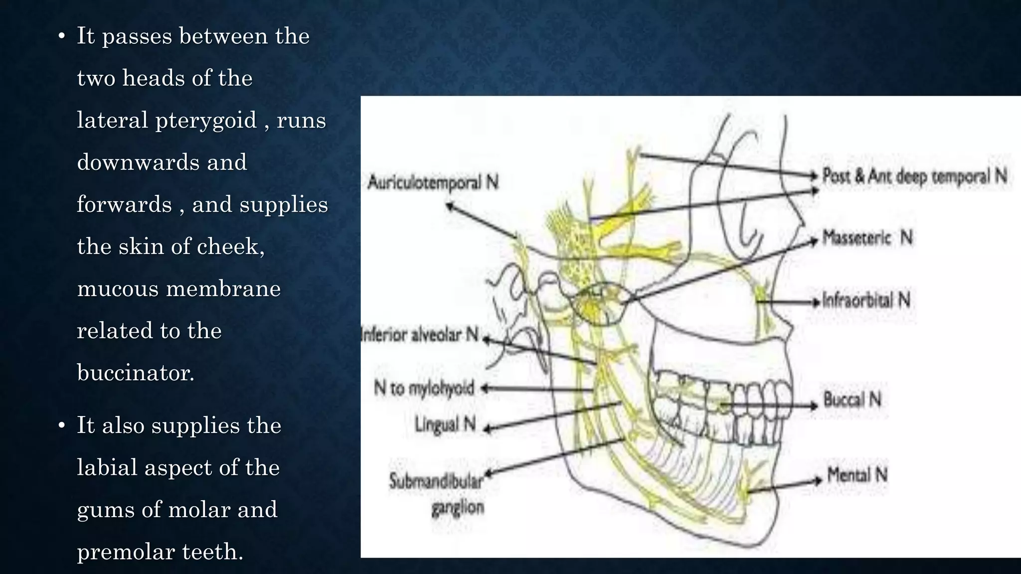 Trigeminal nerve and its course | PPTX