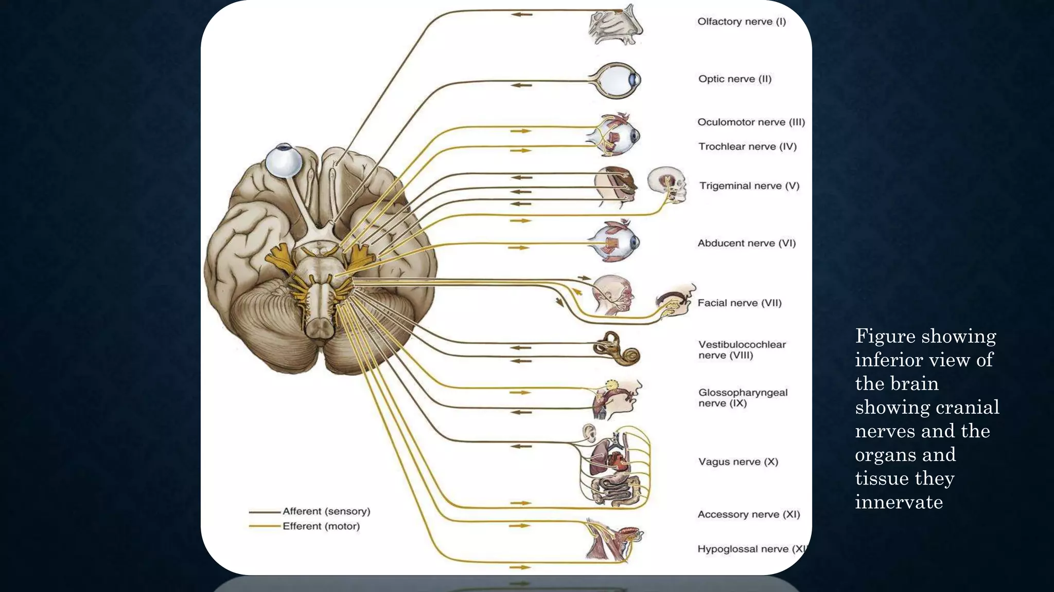 Trigeminal nerve and its course | PPTX