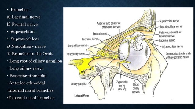 Trigeminal nerve and its course | PPTX